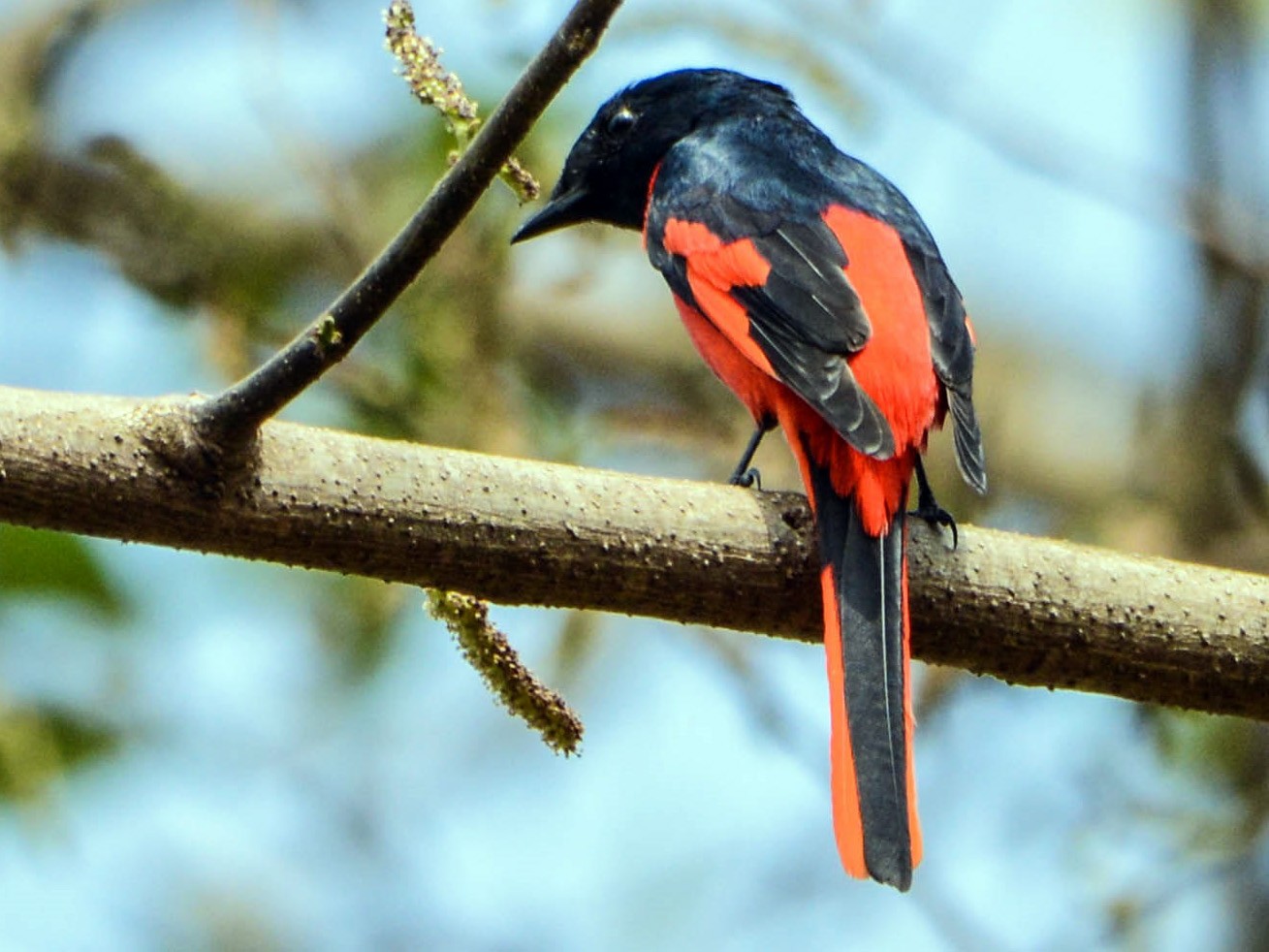 Short-billed Minivet - eBird