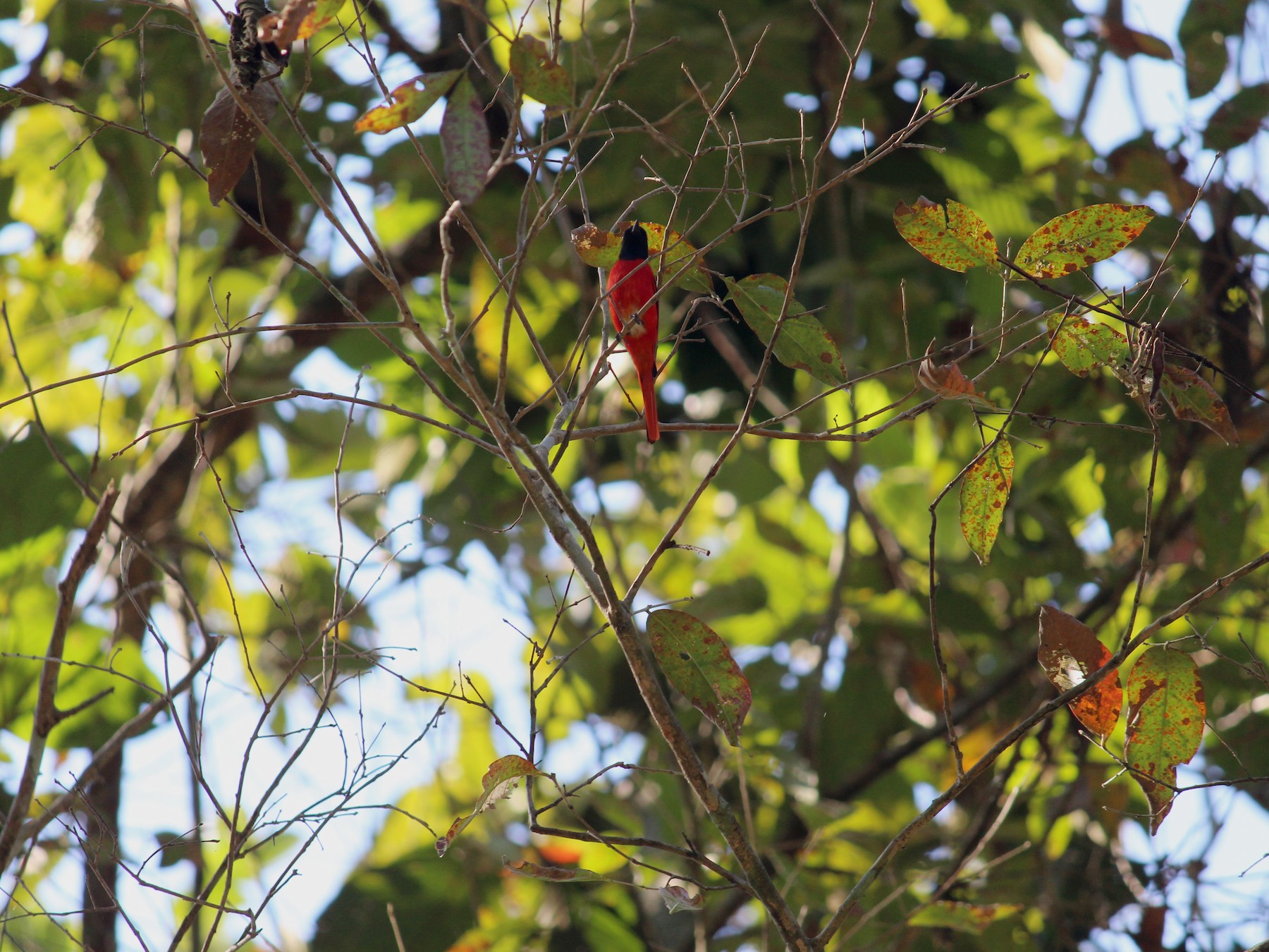 Short-billed Minivet - eBird