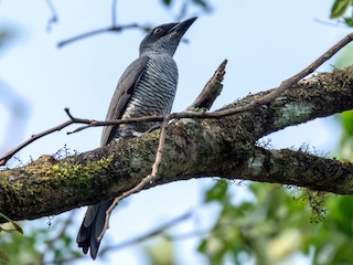 Oruguero de las Andamán - eBird
