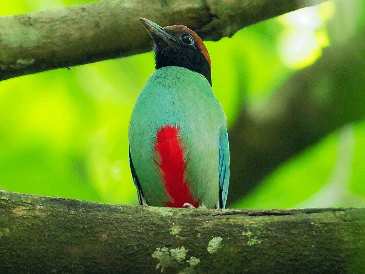 Hooded Pitta - eBird
