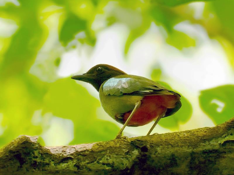 Hooded Pitta - eBird