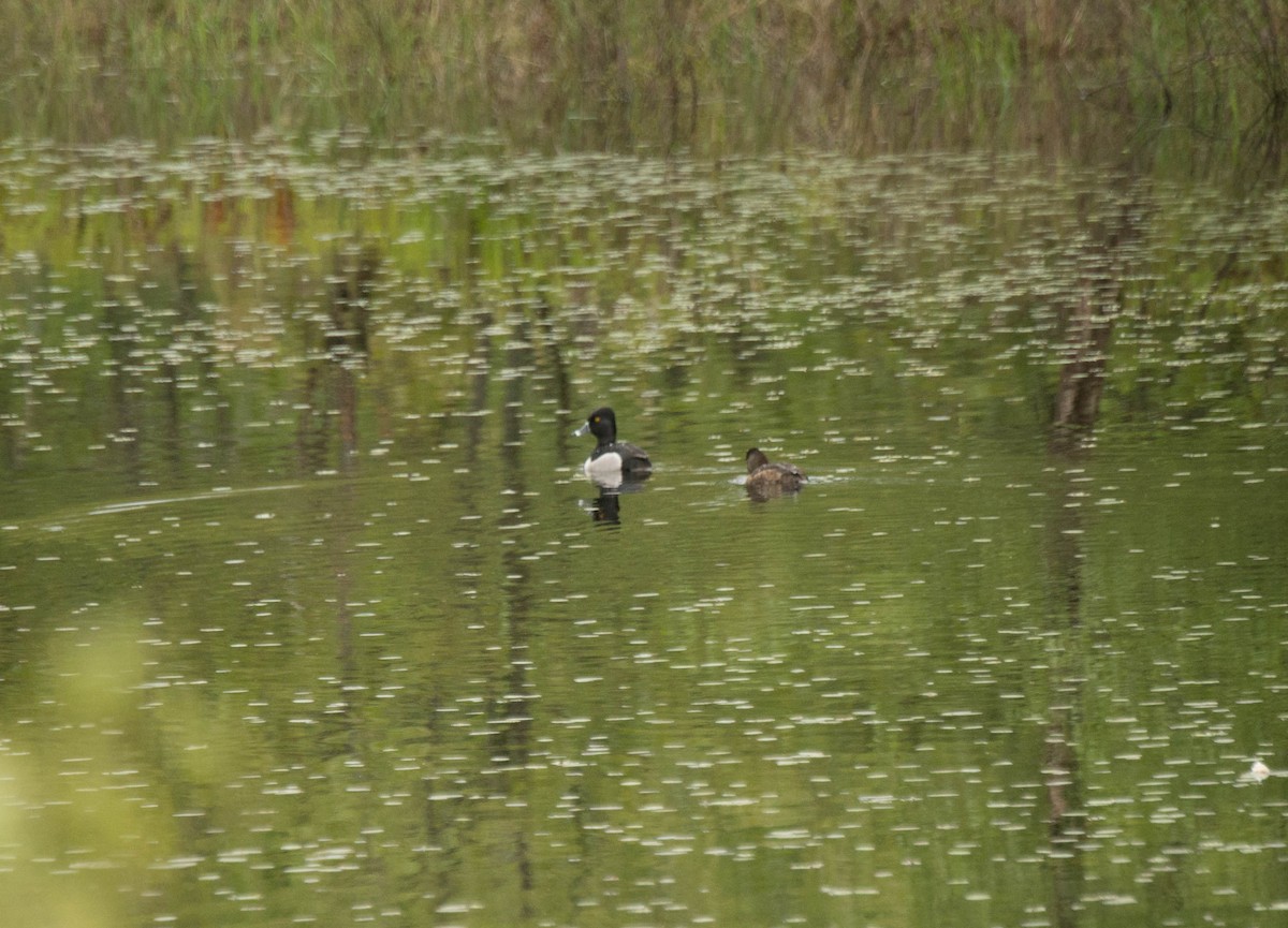 eBird Checklist - 28 May 2019 - Necedah NWR--Visitor Center - 60 species