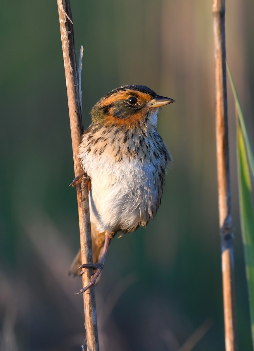 Saltmarsh Sparrow - Ammospiza caudacuta - Media Search - Macaulay ...