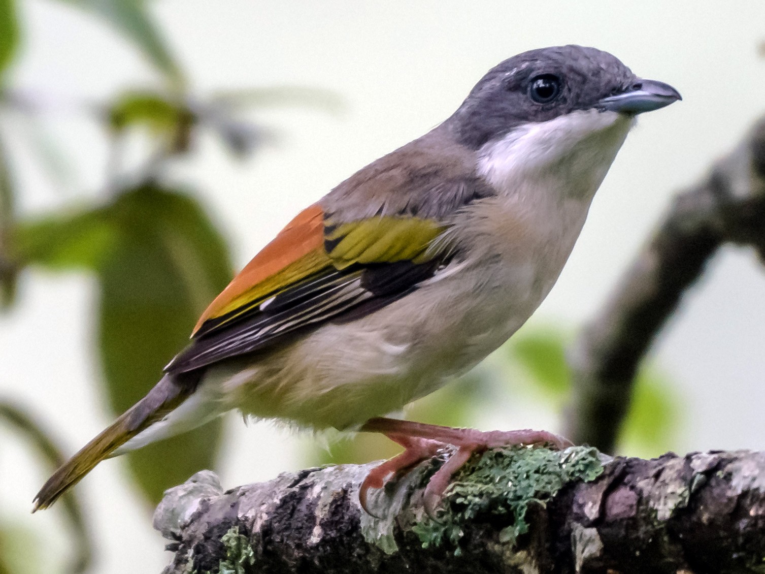White-browed Shrike-Babbler (Himalayan) - eBird