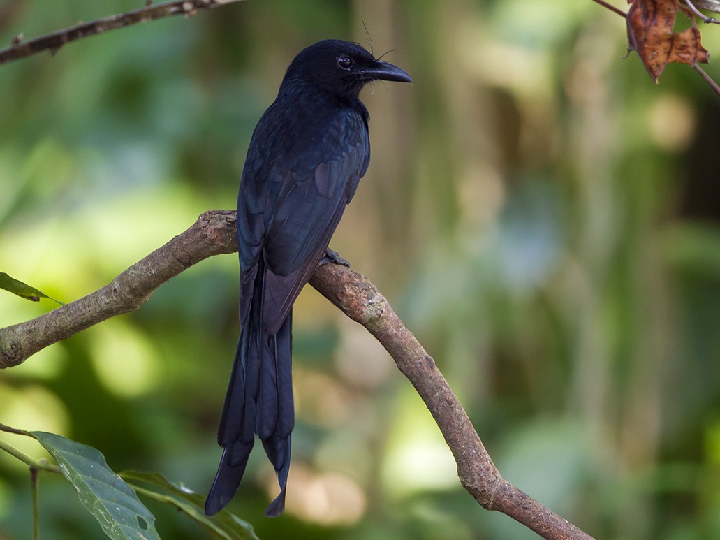 Andaman Drongo - eBird