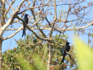 Andaman Drongo - eBird