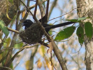 Andaman Drongo - eBird