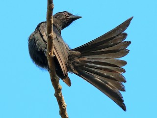 Andaman Drongo - eBird