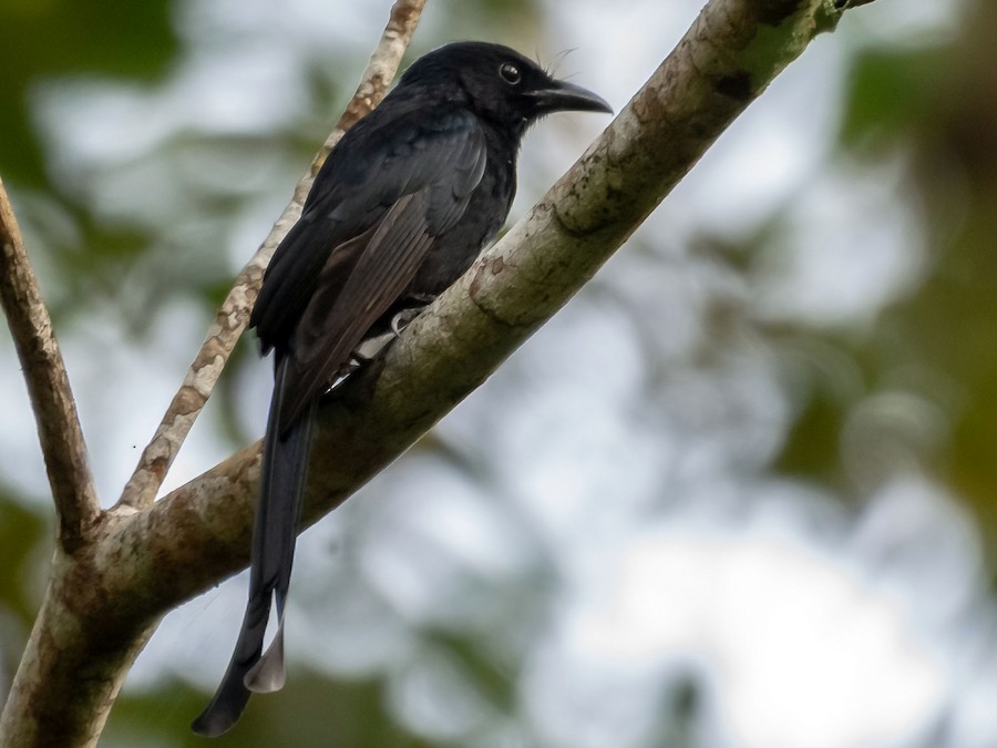 andaman drongo - eBird