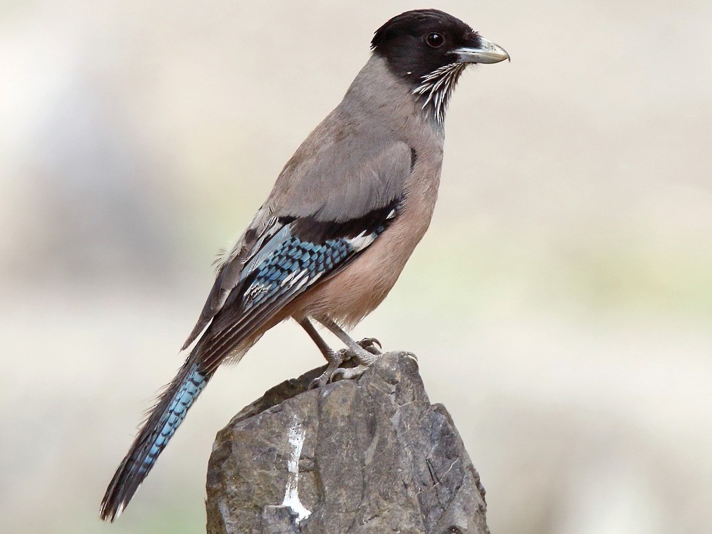 Black-headed Jay - eBird