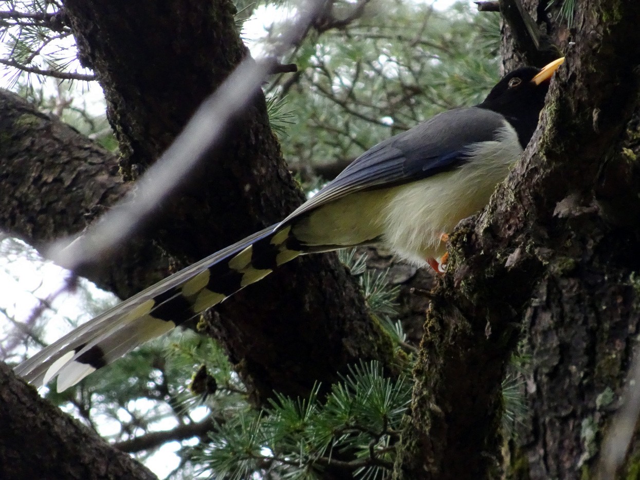 Yellow-billed Blue-Magpie - eBird