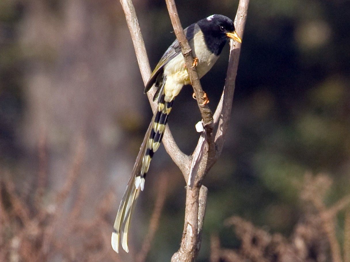 Yellow-billed Blue-Magpie - eBird