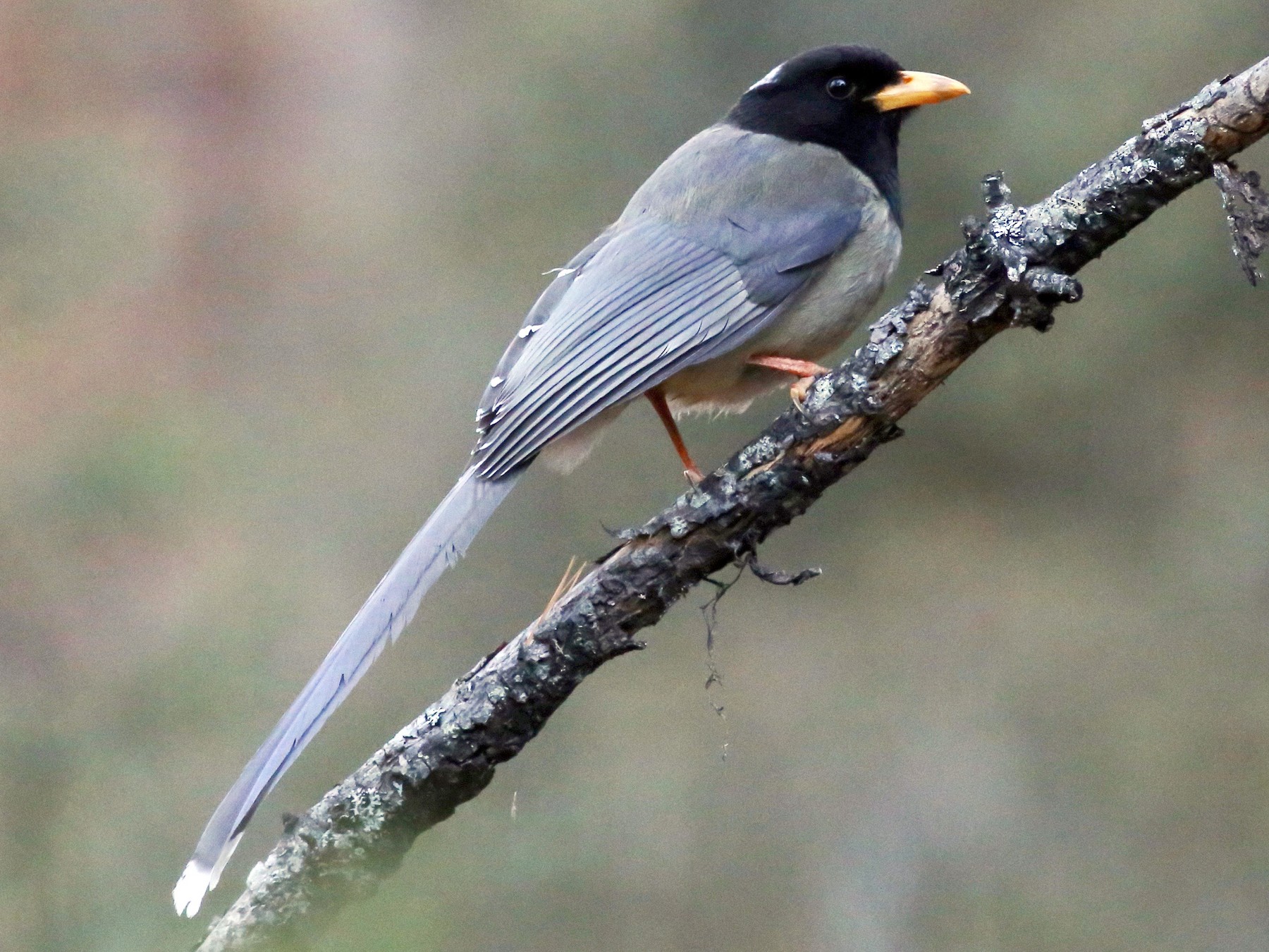 Yellow-billed Blue-Magpie - eBird