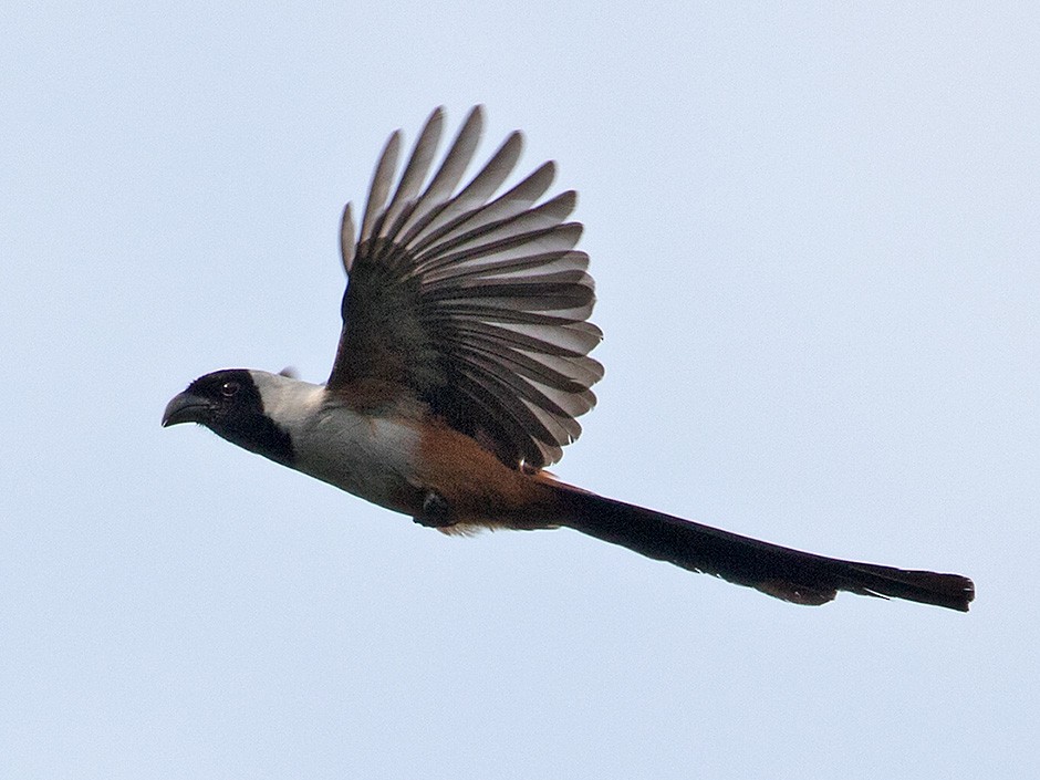 Collared Treepie - eBird