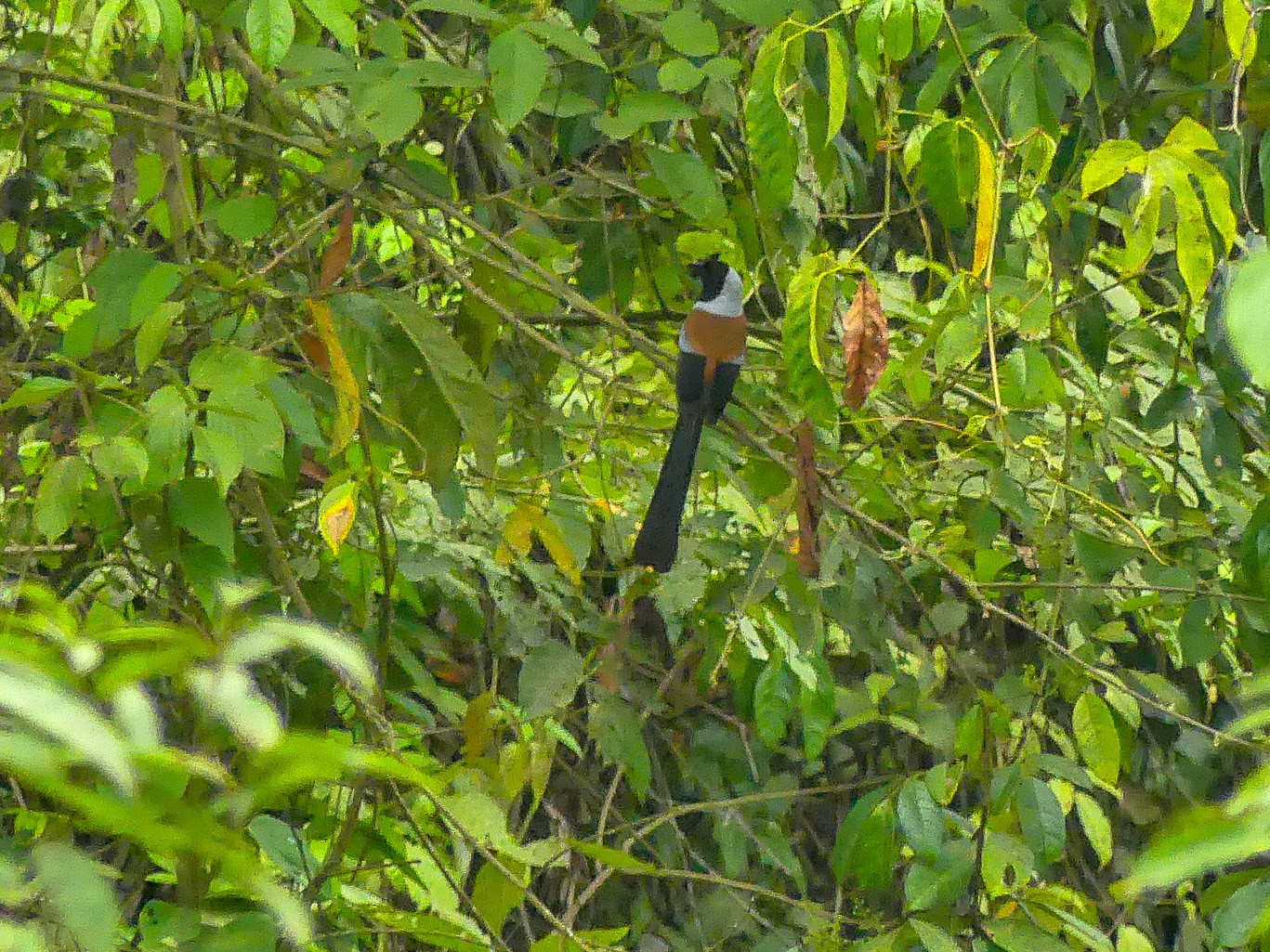Collared Treepie - eBird