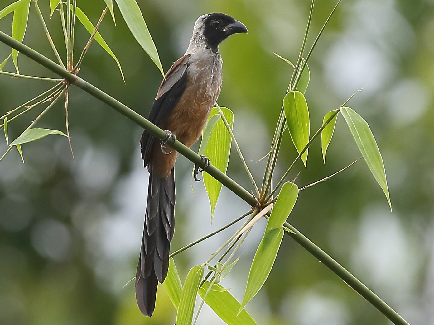 Collared Treepie - eBird