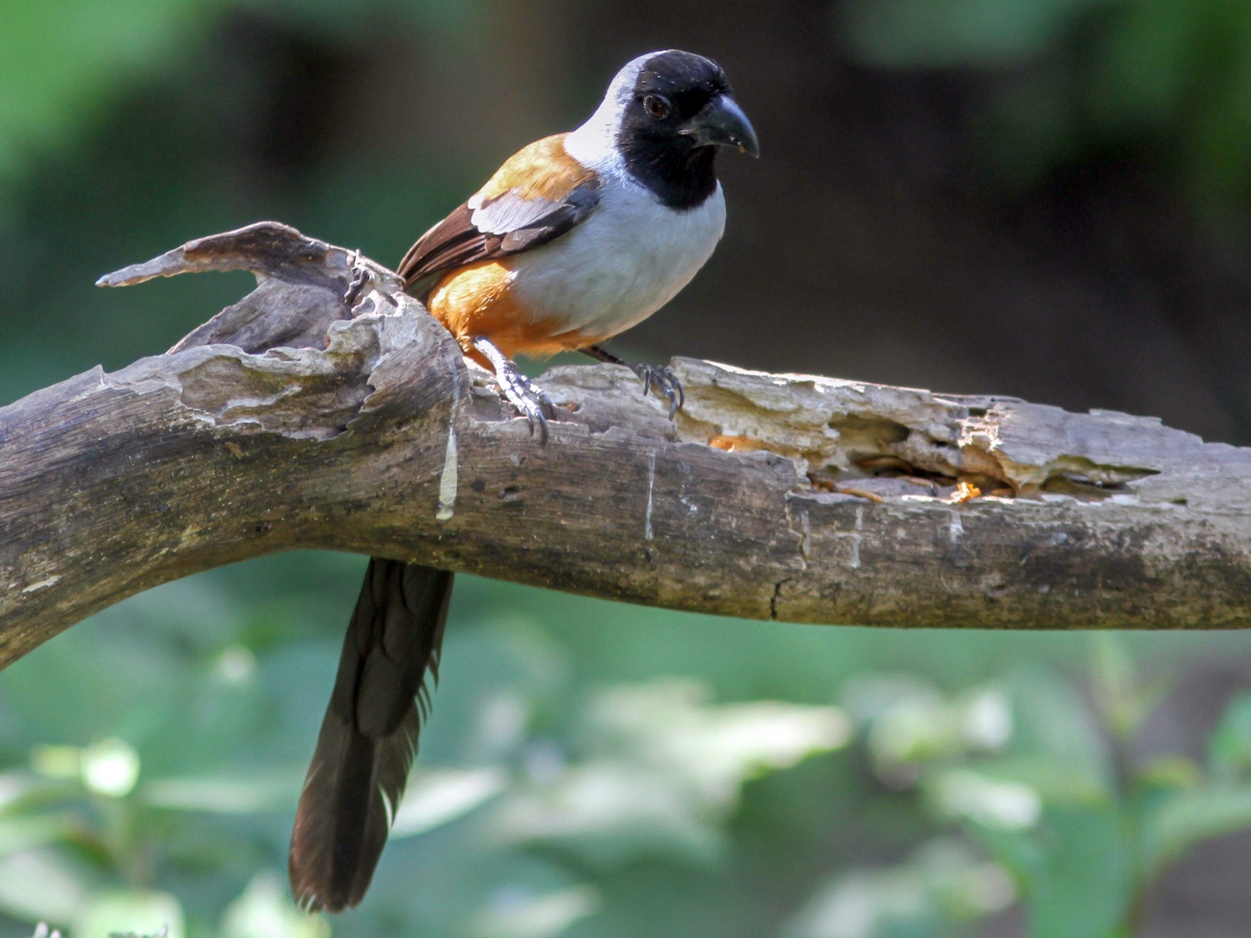 Collared Treepie - eBird