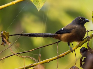 Andaman Treepie - Dendrocitta bayleii - Birds of the World