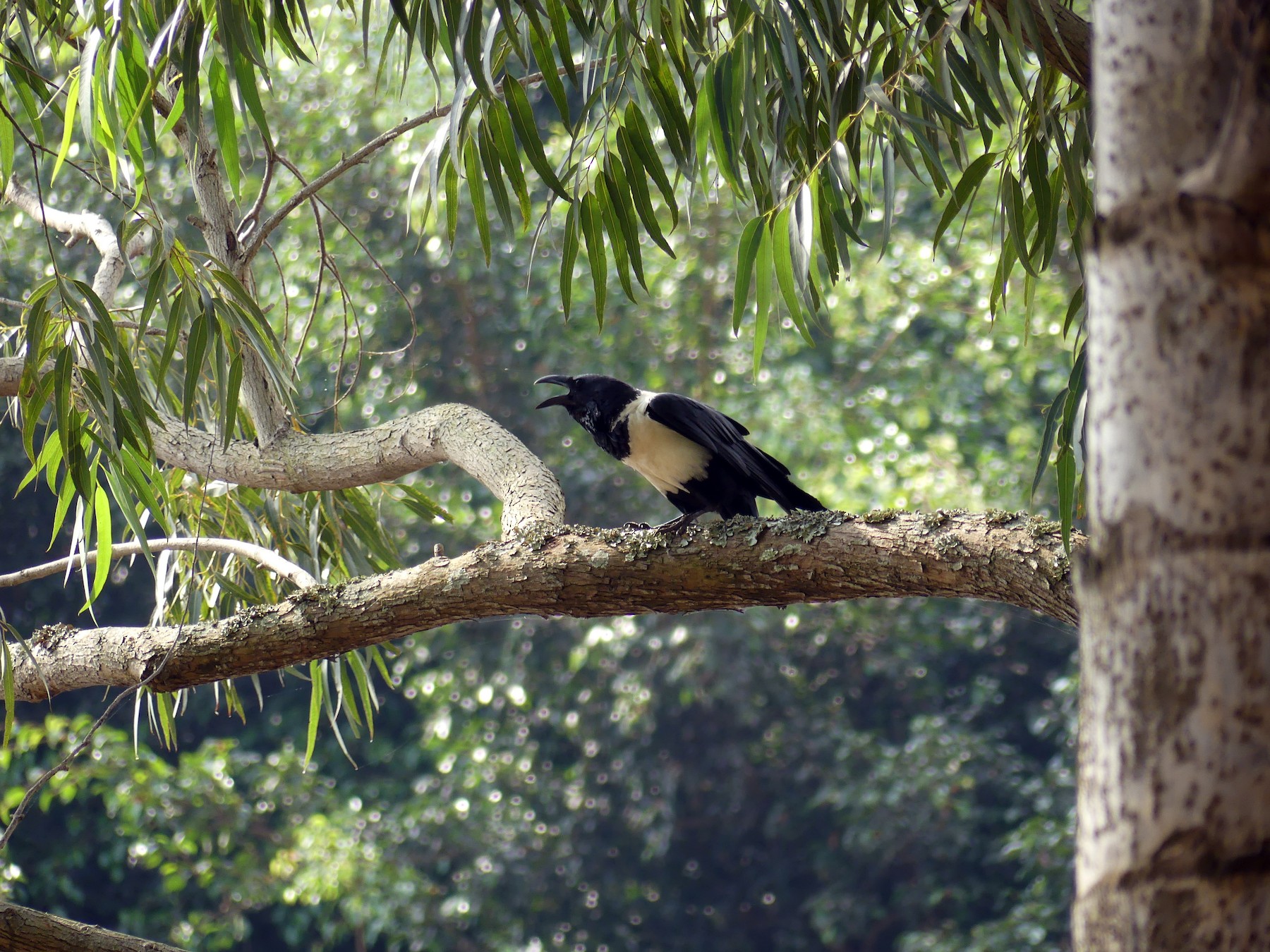 Pied Crow - eBird