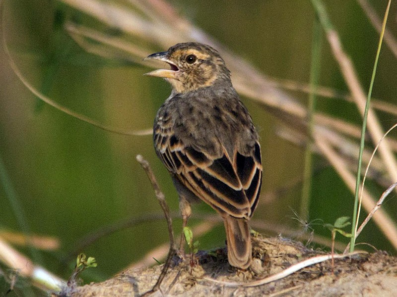 Bengal Bushlark - eBird
