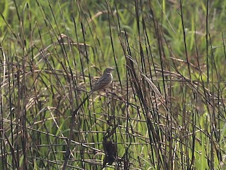 Bengal Bushlark - eBird