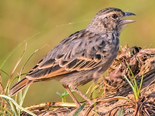 Bengal Bushlark - Mirafra assamica - Birds of the World