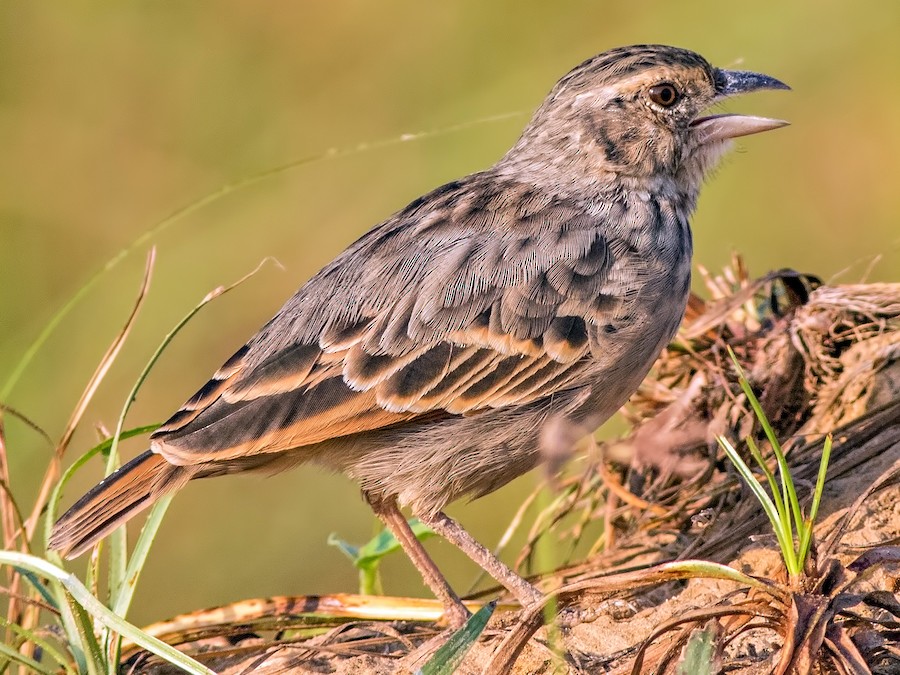 Bengal Bushlark - eBird