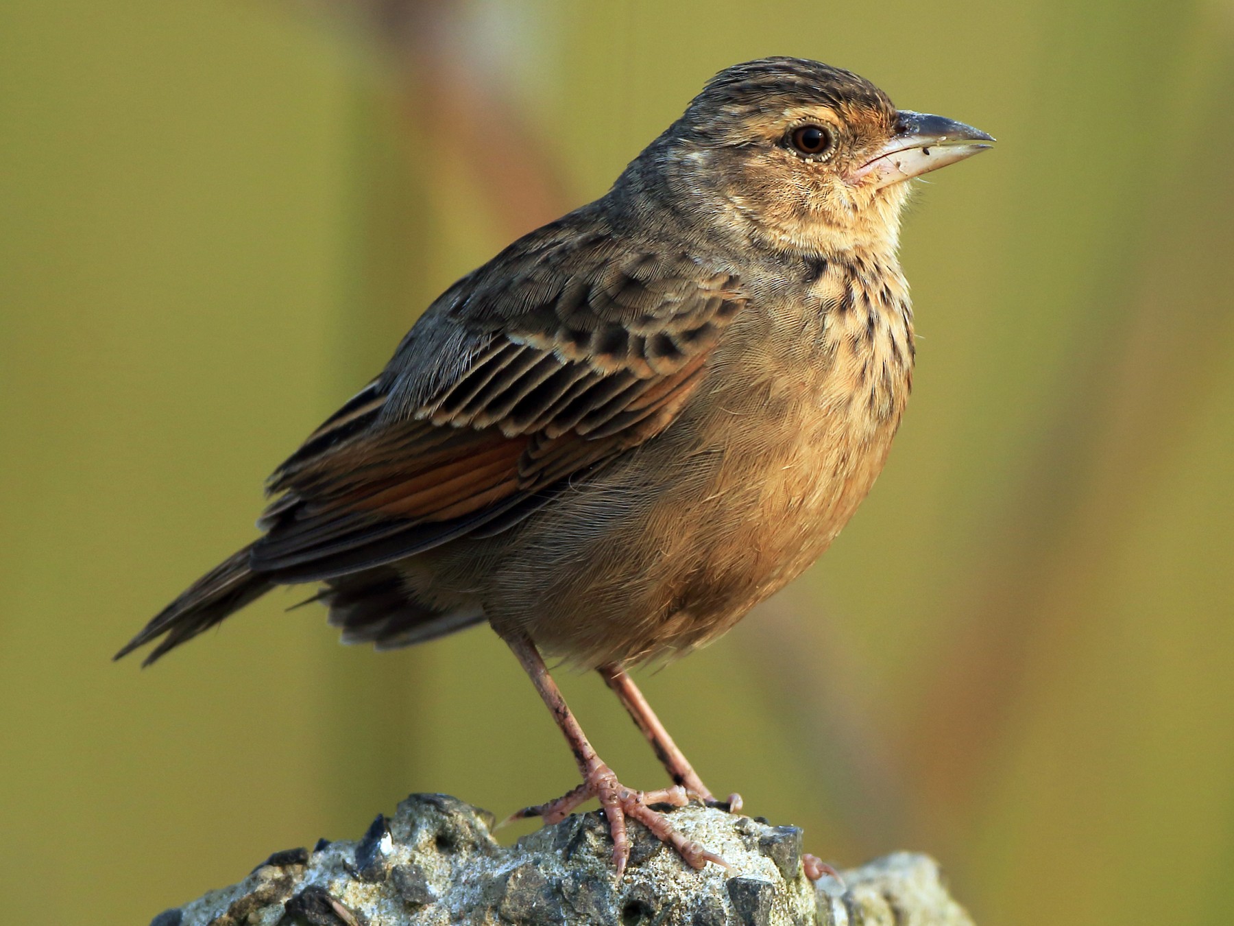 Bengal Bushlark - eBird