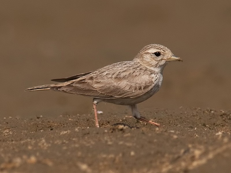 Sand Lark - eBird