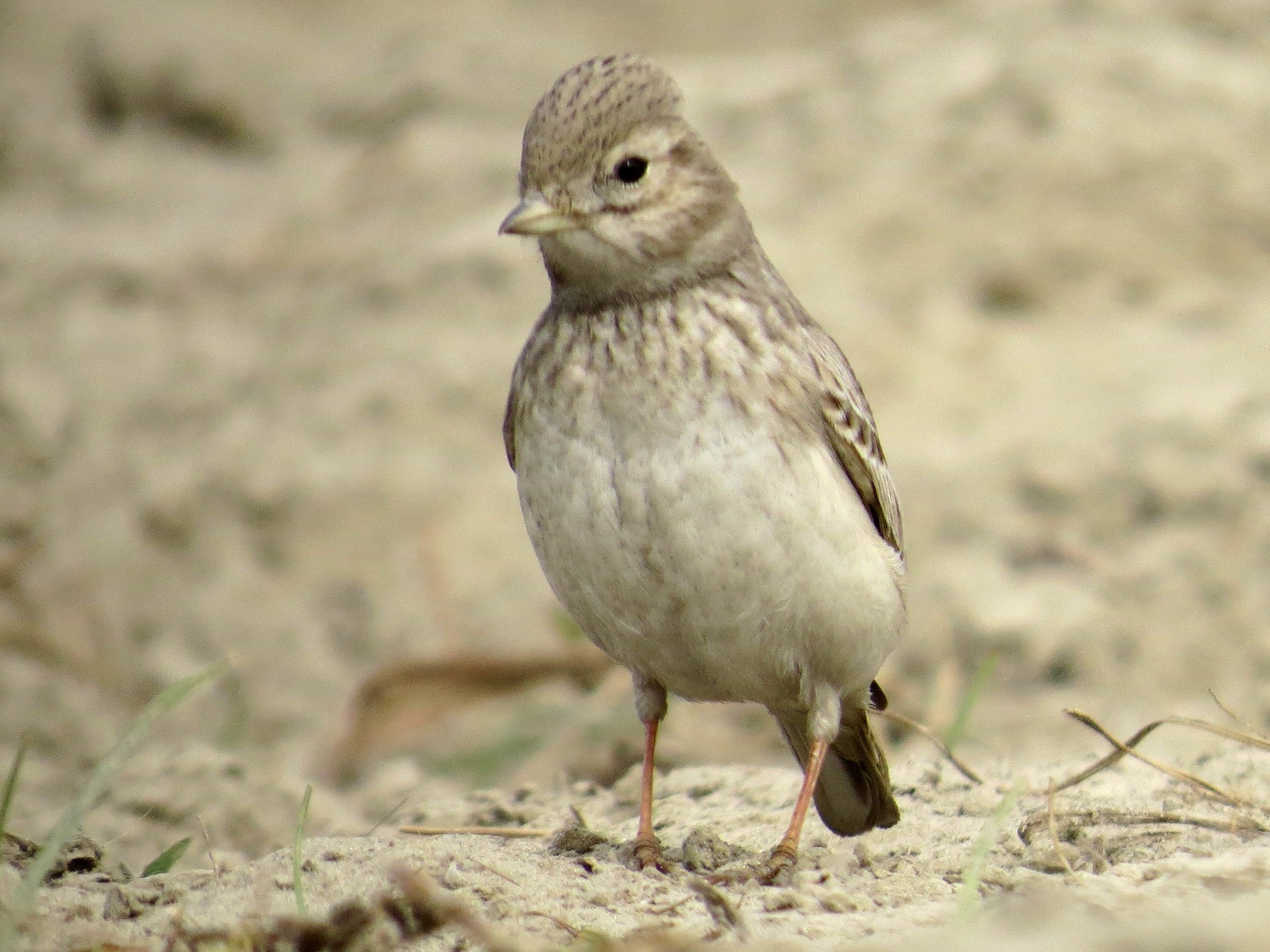 Sand Lark - eBird