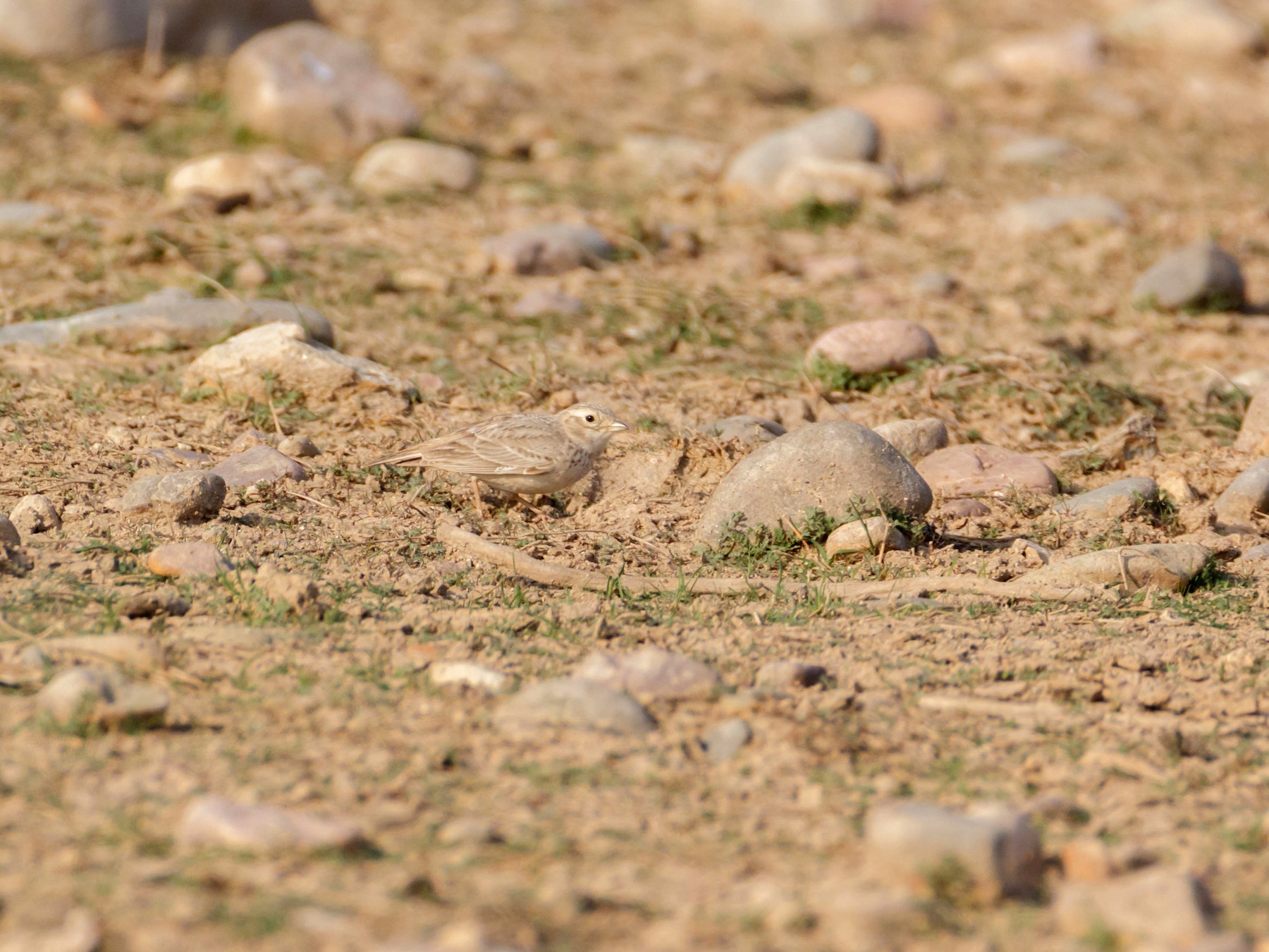 Sand Lark - eBird