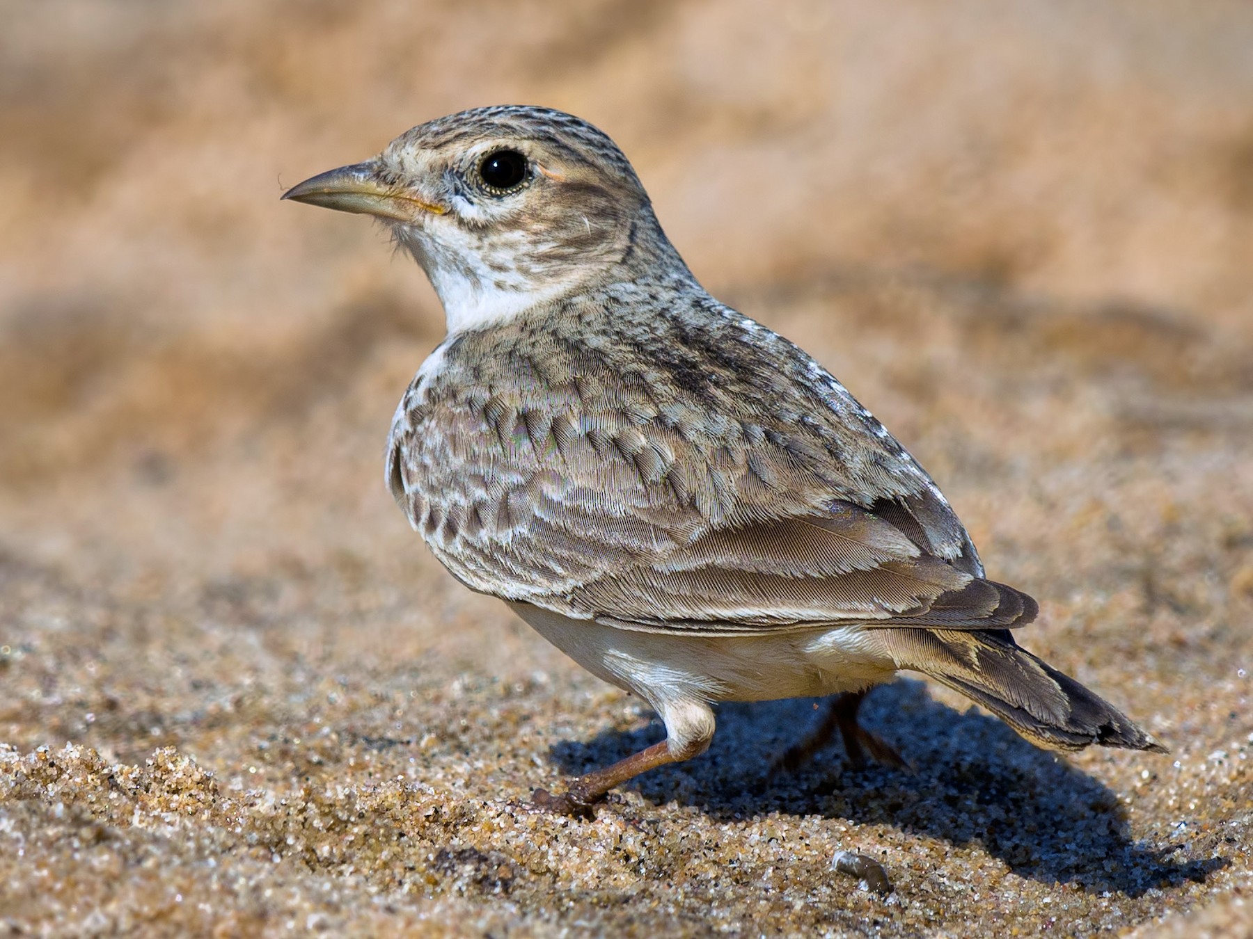 Sand Lark - eBird