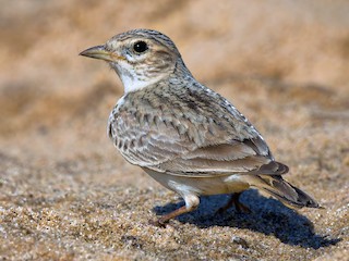 Sand Lark - eBird