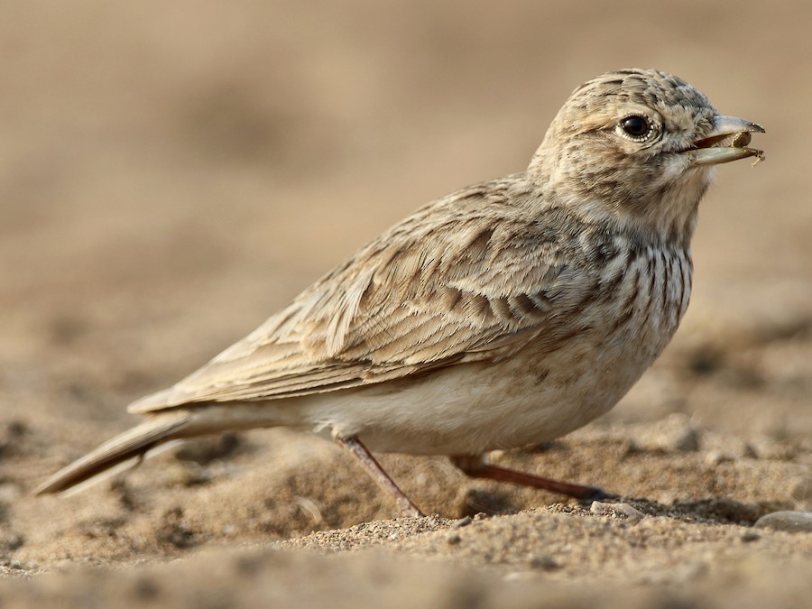 Sand Lark - eBird