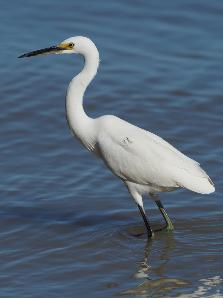 eBird Australia Checklist - 28 May 2019 - Karumba Ferryman Cruise - 27 ...