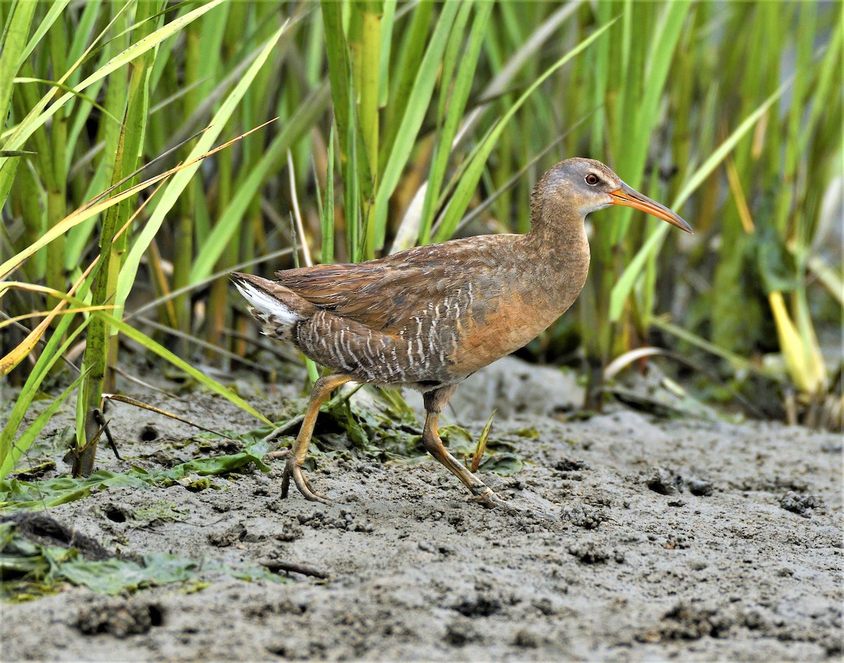 Clapper Rail (Atlantic Coast) - eBird