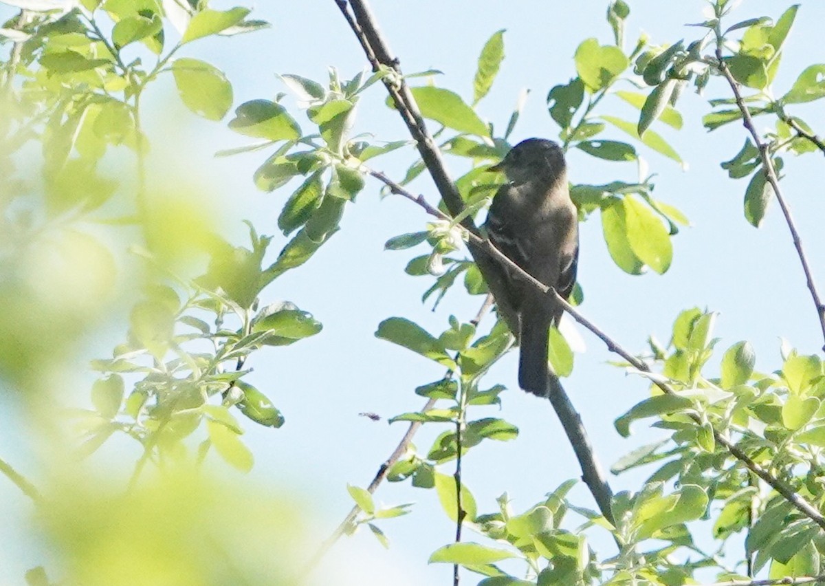 eBird Checklist - 26 May 2019 - Trout Brook Valley Conservation Area ...