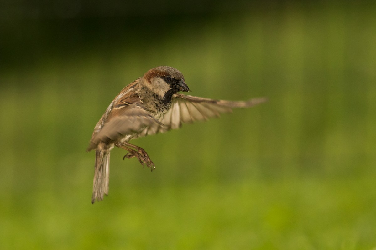 eBird Checklist - 29 May 2019 - Fort Greene Park - 7 species