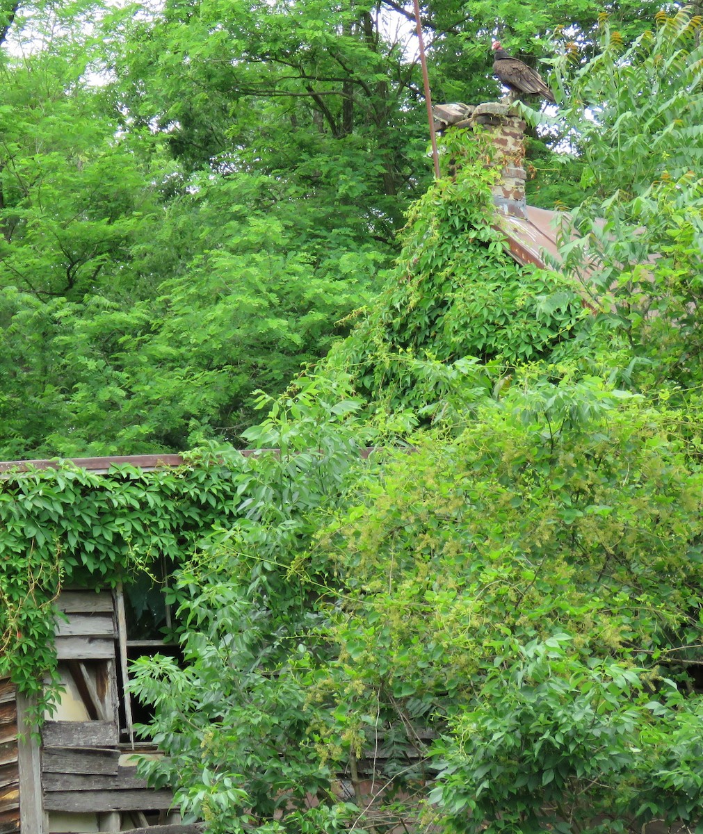 Virginia Breeding Bird Atlas Checklist - 30 May 2019 - Mumaw-Hockman ...