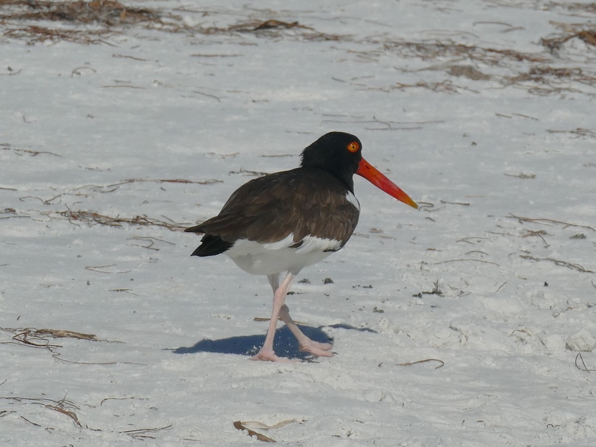 eBird Checklist - 31 May 2019 - Anclote Key Preserve SP--Three Rooker ...