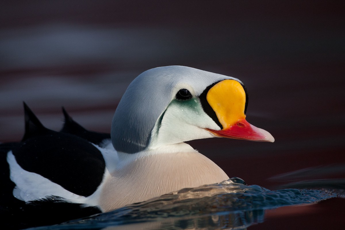 King Eider - Somateria spectabilis - Media Search - Macaulay Library and eBird