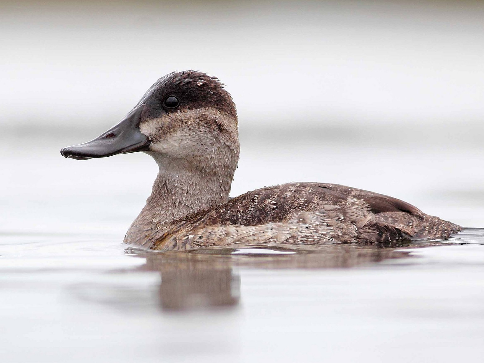 Ruddy Duck Male And Female