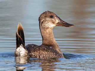Ruddy Duck - eBird