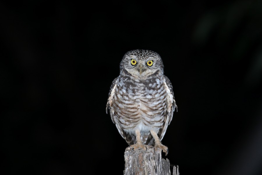 Búho Terrestre [grupo guadeloupensis] - eBird
