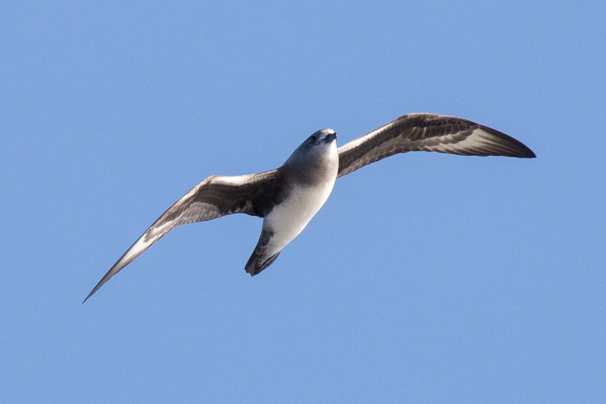 ML162424021 Herald Petrel Macaulay Library