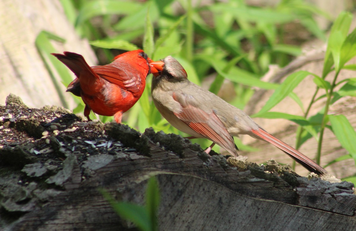 Understanding Bird Behavior - New York Breeding Bird Atlas