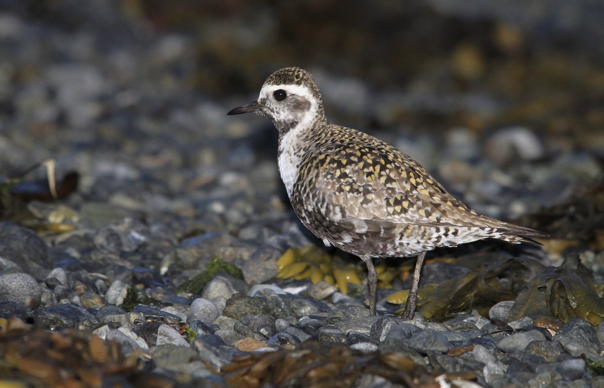 eBird Checklist - 21 May 2012 - Sitka Nat. Historical Park - 16 species