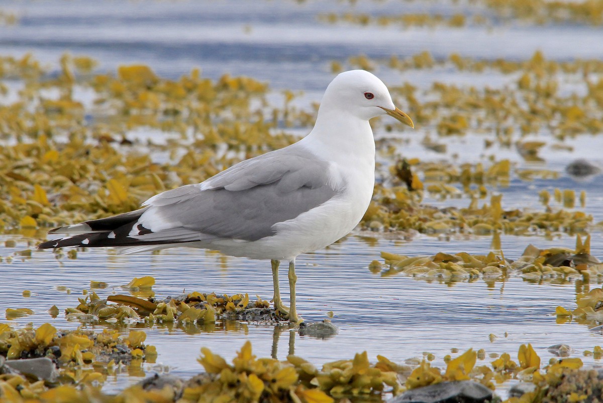 eBird Checklist - 24 May 2012 - Sitka (town) - 26 species