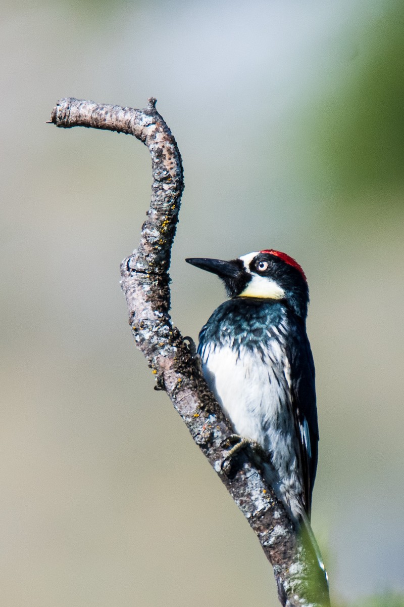 eBird Checklist - 1 Jun 2019 - Fremont Peak SP (SBT Co.) - 42 species
