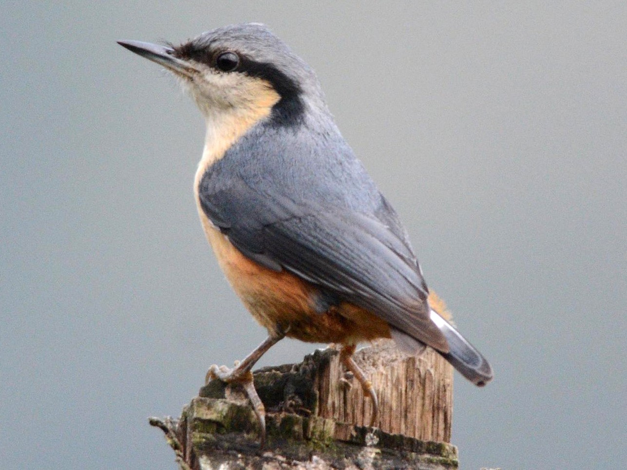 White-tailed Nuthatch - eBird